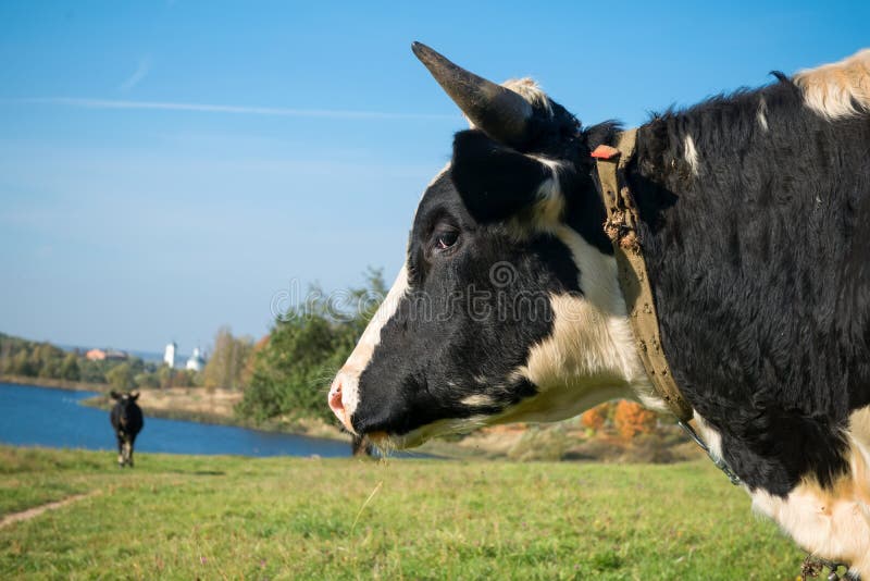 Bull profile stock image. Image of farm, cattle, profile - 32334509