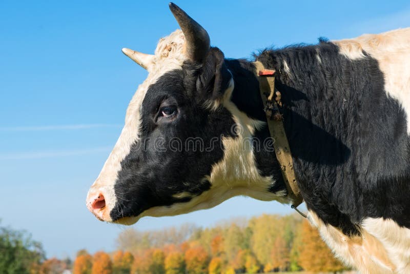 Powerful bull profile stock image. Image of buck, calf - 198919117