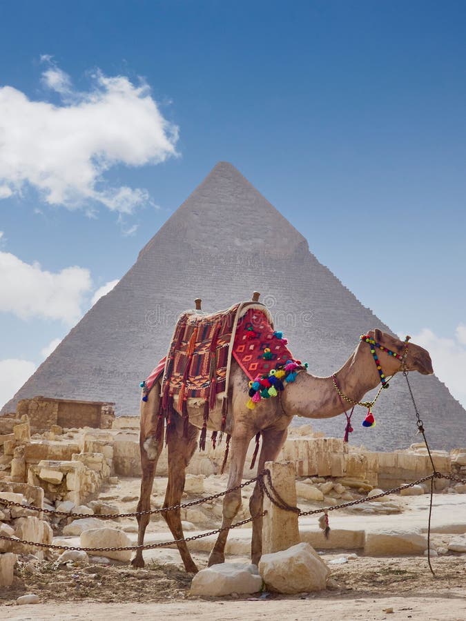 Portrait of a Large Camel Standing in Front of a Majestic Ancient ...