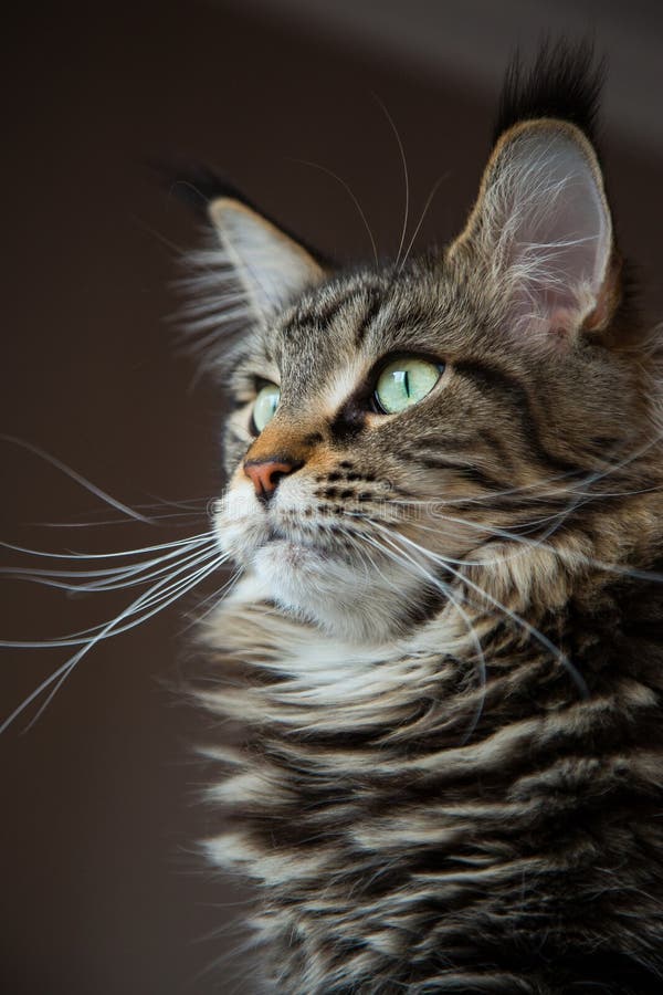 Portrait of large cats. stock photo. Image of mustache - 38437566