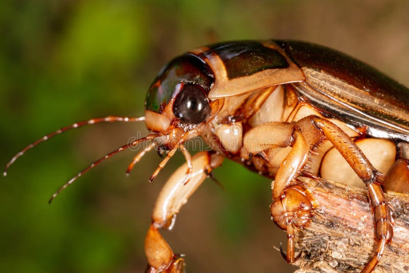 Portrait of a Cockroach. Super Macro Stock Image - Image of nose ...