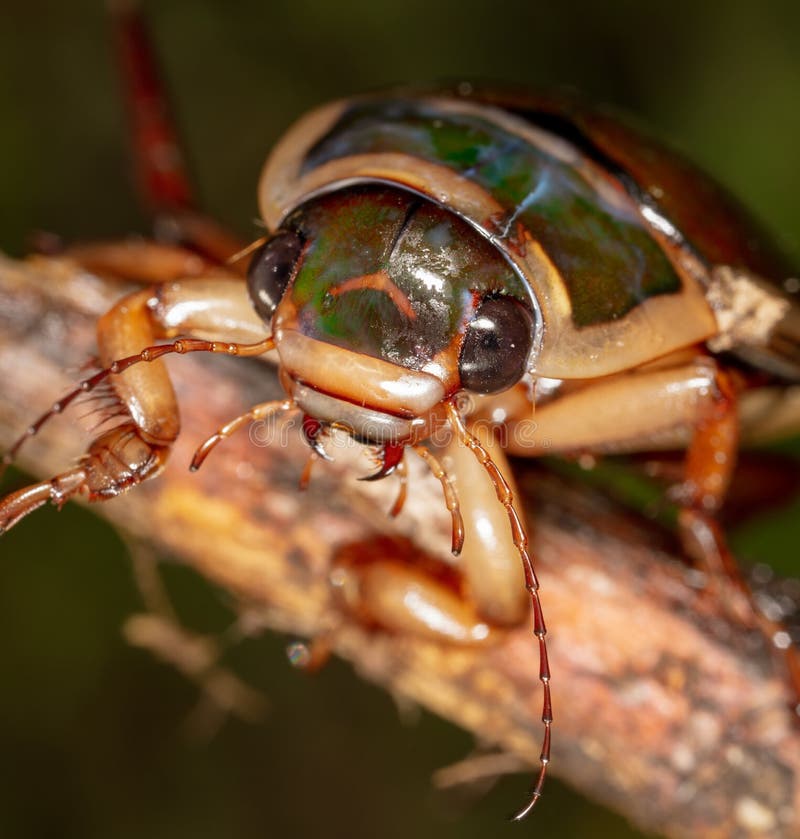 Portrait of a Large Cockroach in Nature Stock Image - Image of kitchen ...