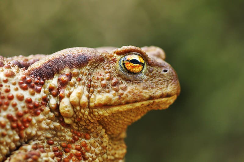 Portrait of Large Common Brown Toad Stock Image - Image of common, frog ...