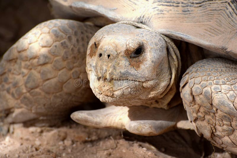 Portrait of a Large Tortoise Stock Image - Image of wildlife, portrait ...