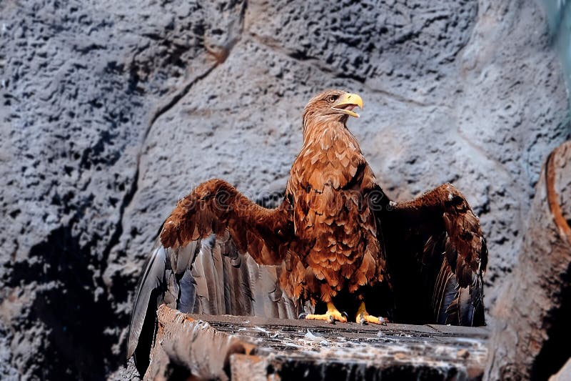 Portrait of a Large Hawk or Eagle with Wings Spread Looking To the Side ...