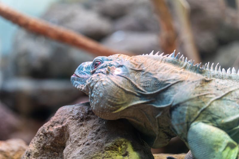 Portrait of a large Iguana stock image. Image of neck - 282812287