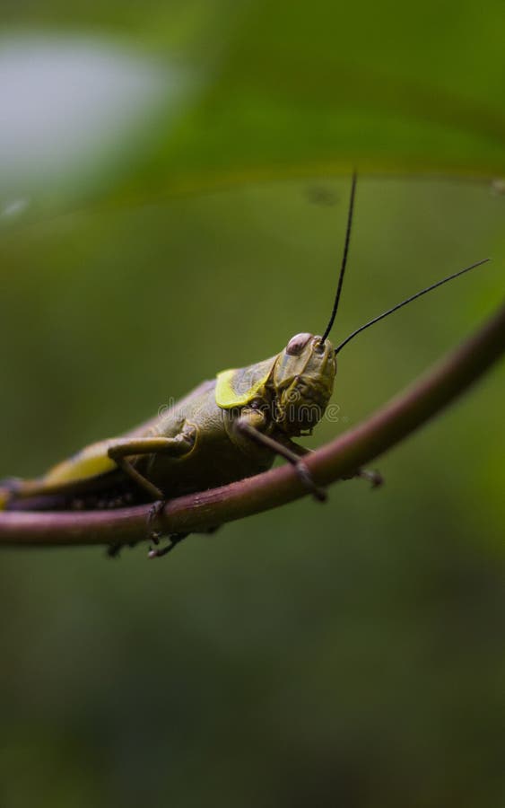 Portrait of a Large Leaf Locust Insect Pest Stock Image - Image of ...
