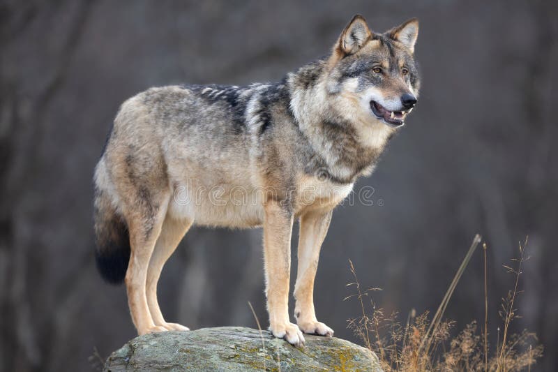 Portrait of a Large Male Grey Wolf Standing on a Rock Looking for Prey ...