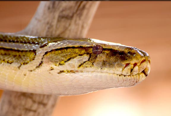 Large Python Resting on a Branch Stock Image - Image of fish, animal ...
