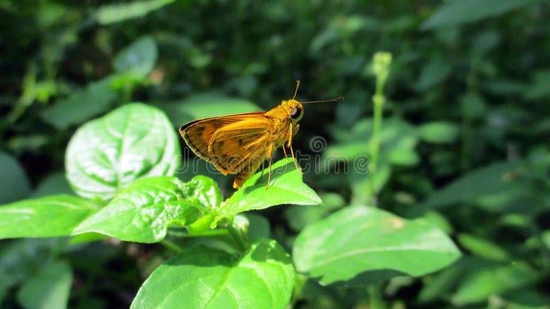 Large Skipper stock image. Image of grass, hesperiidae - 220540407