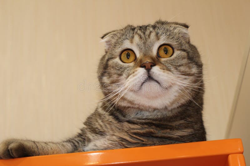 Large Tabby Cat Lies on Its Back on the Bed, Turning Its Head To the ...