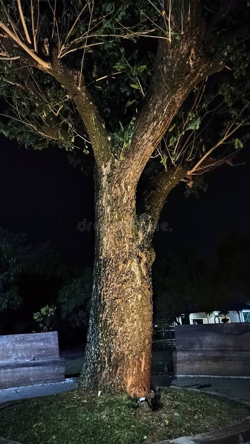 A Portrait of a Large Tree Standing in the Middle of a Garden at Night ...