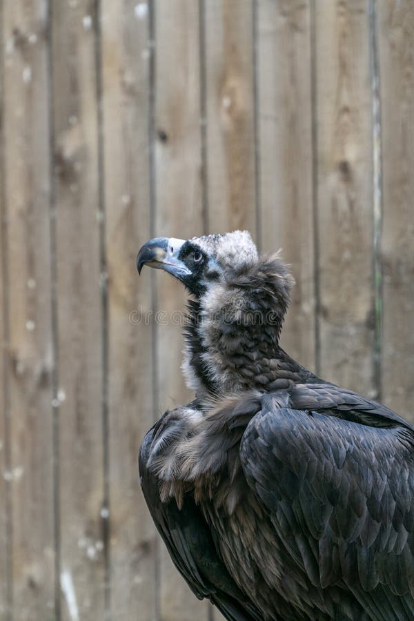 Chil bird fly in the sky stock image. Image of chil - 106528183