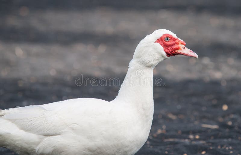 White Muscovy Duck stock image. Image of wild, domesticated - 32963381
