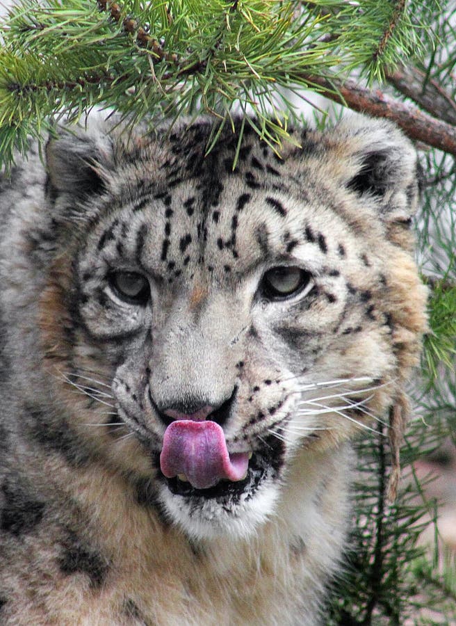 Portrait of a White Snow Leopard Stock Image - Image of portrait, snow ...