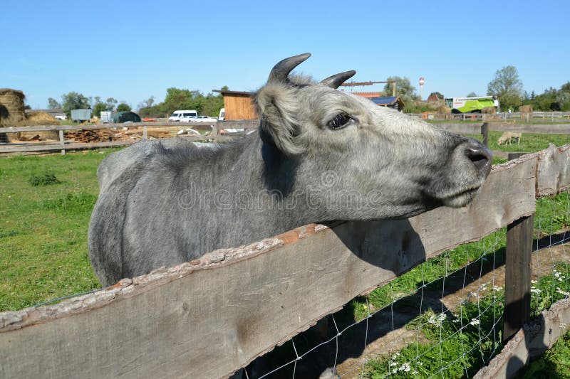 Portrait of a Latvian Blue Cow in Profile Stock Photo - Image of ...