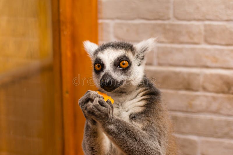 Portrait of a Lemur while Eating Stock Image - Image of portrait ...