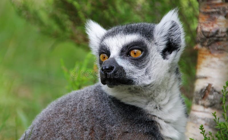 Portrait of a Lemur Turning Its Head Stock Photo - Image of primate ...