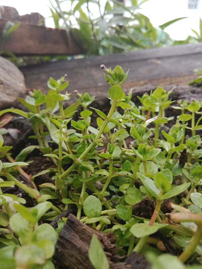 Lendernia Plants Stock Photos - Free & Royalty-Free Stock Photos from ...