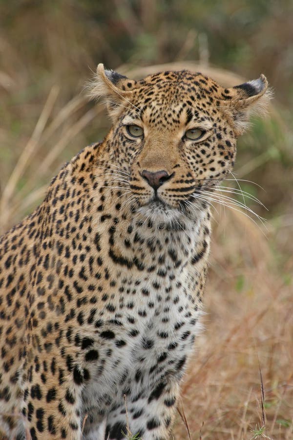 African leopard stock image. Image of grass, savannah - 4721055