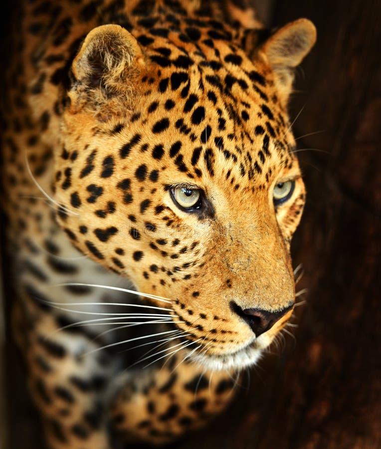 Portrait of leopard stock image. Image of animals, muzzle - 27400895