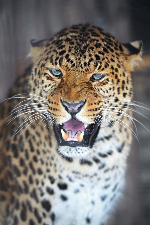 Portrait Leopard stock photo. Image of dangerous, animal - 32973036