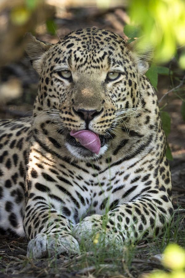 Leopard Portrait in Botswana, Africa Stock Image - Image of african ...