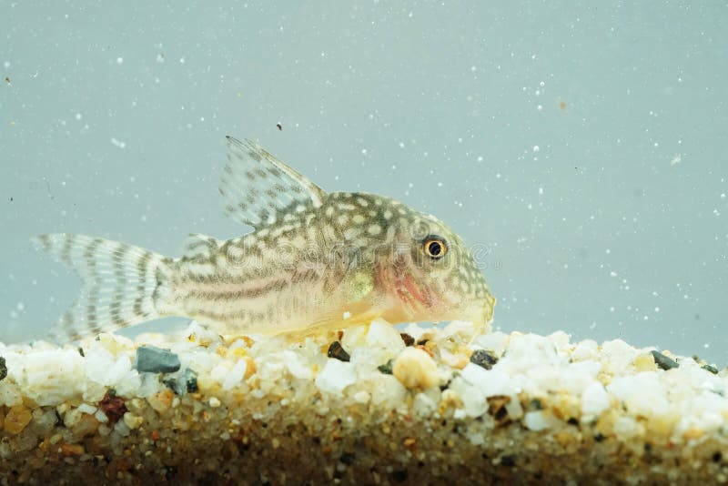 Portrait of a Leopard Corydoras Stock Image - Image of mouth, corydpra ...
