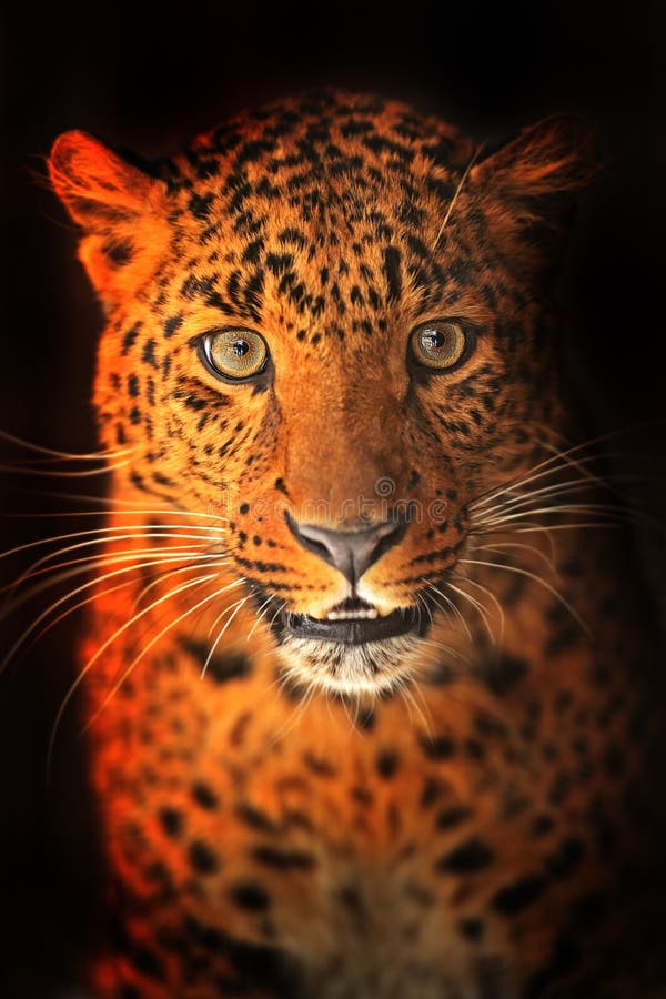 Portrait of leopard stock image. Image of nature, animals - 29796865