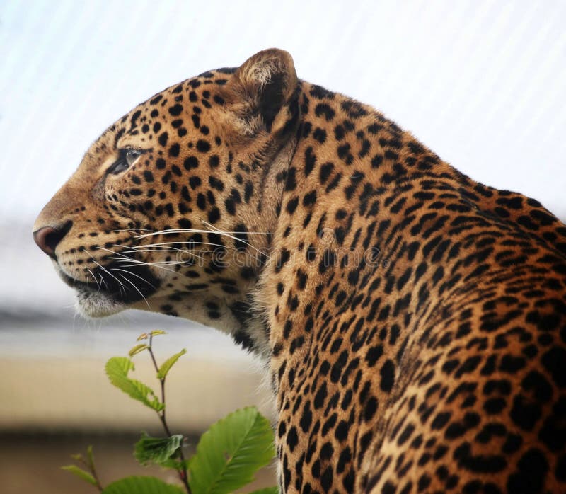 Portrait of Leopard from Profile Stock Image - Image of predator, tiger ...