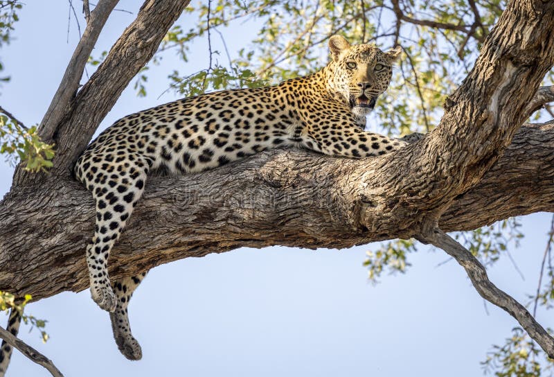 Leopard Sitting in a Tree in Botswana, Africa Stock Image - Image of tree, portrait: 312147519