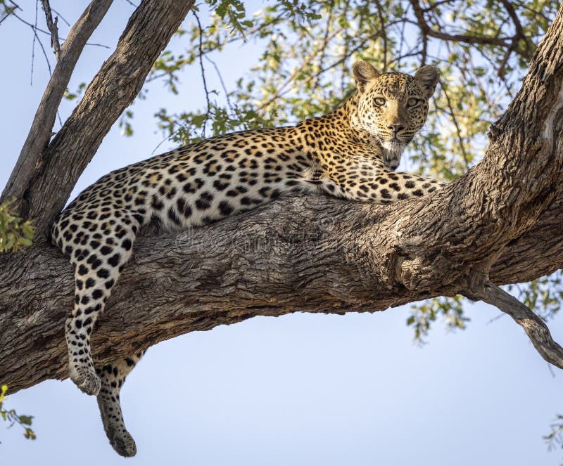 Leopard Sitting in a Tree in Botswana, Africa Stock Photo - Image of ...