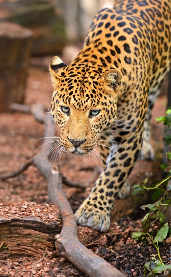 Portrait of a leopard stock image. Image of animals, leopard - 32771423