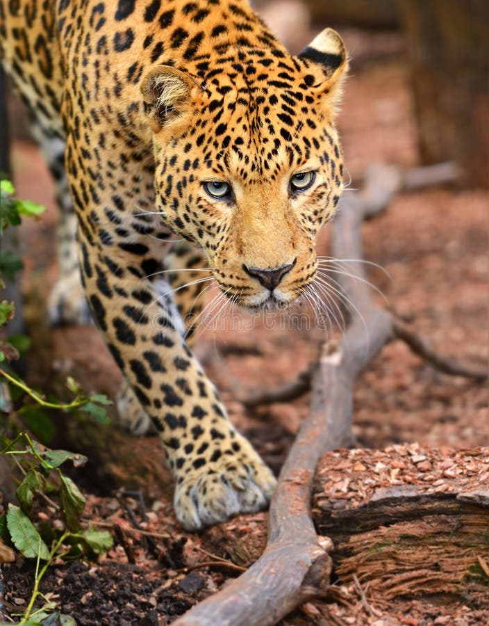 Portrait of a leopard stock photo. Image of habitat, trees - 32817760