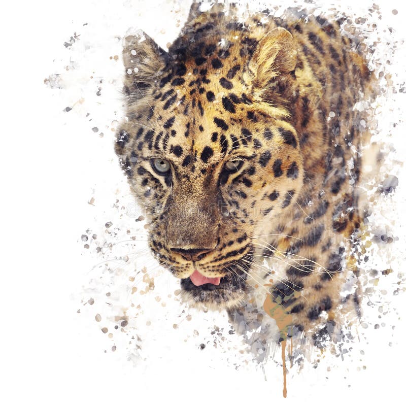Portrait of Leopard Watercolor Stock Illustration - Illustration of ...