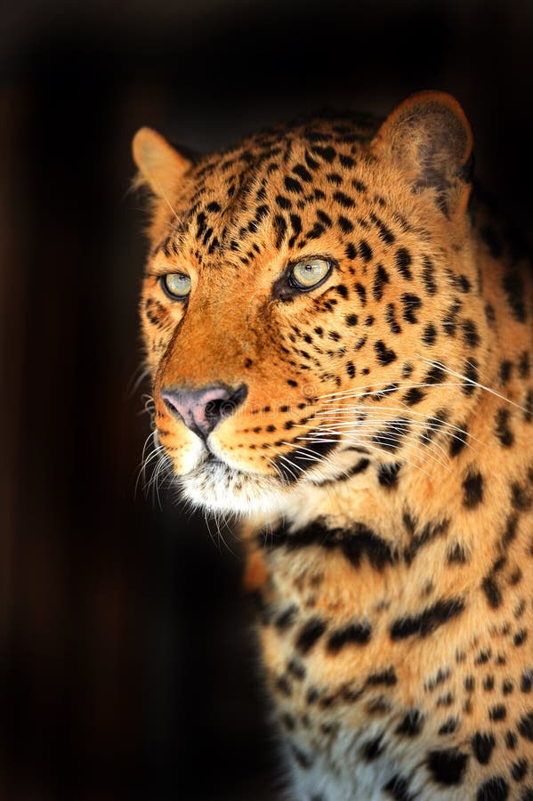 Portrait of a leopard stock image. Image of coddiwomple - 255579397
