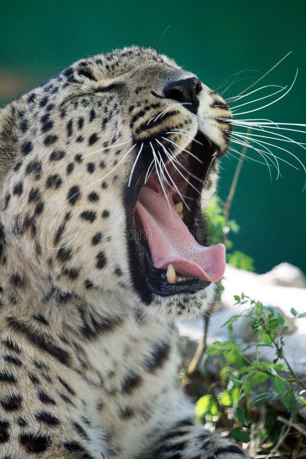 Portrait of a Leopard Yawning Stock Photo - Image of panthera, spotted ...