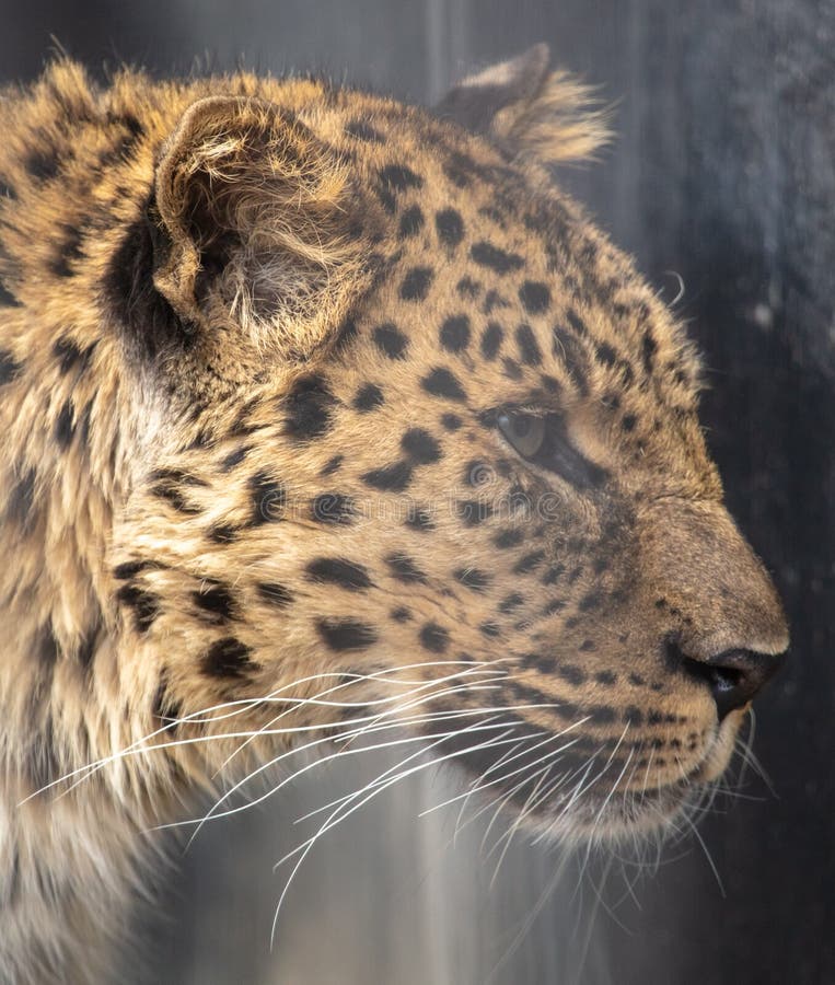 Portrait of Leopard cub stock image. Image of spotted - 7135583