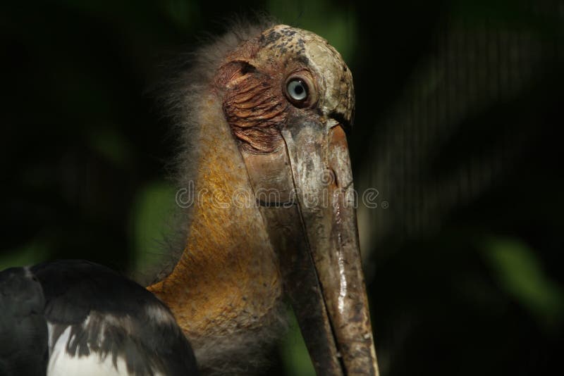 Portrait of Leptoptilos Javanicus in a Cage Stock Image - Image of cage ...