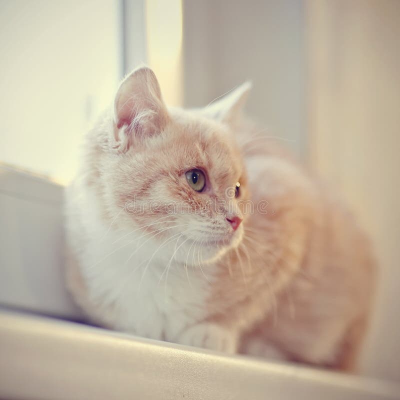 Beige Tabby Kitten on the Windowsill Stock Photo - Image of furry ...