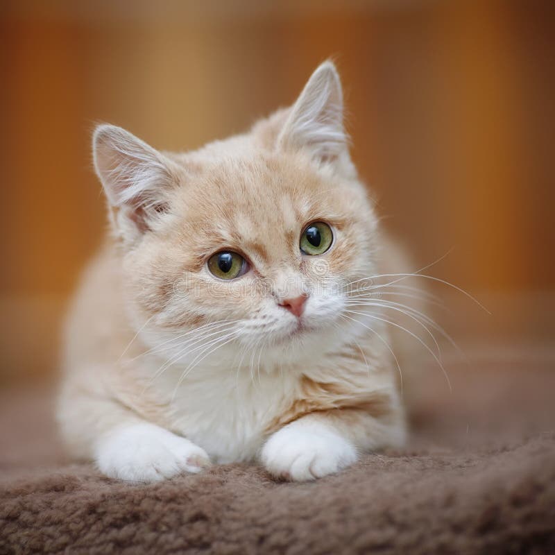 Portrait of Light-beige Tabby Kitten Stock Photo - Image of breed, claw ...