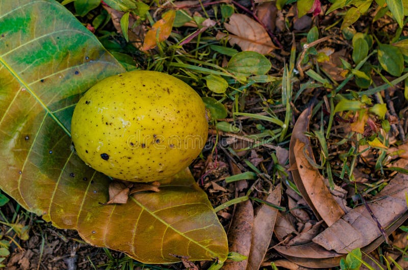 Portrait of Limus Mango Fruit Stock Photo - Image of local, fruit ...