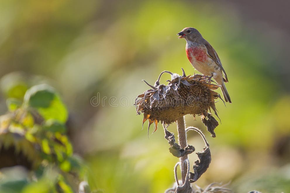 Portrait of a linnet. stock image. Image of horizontal - 16668105