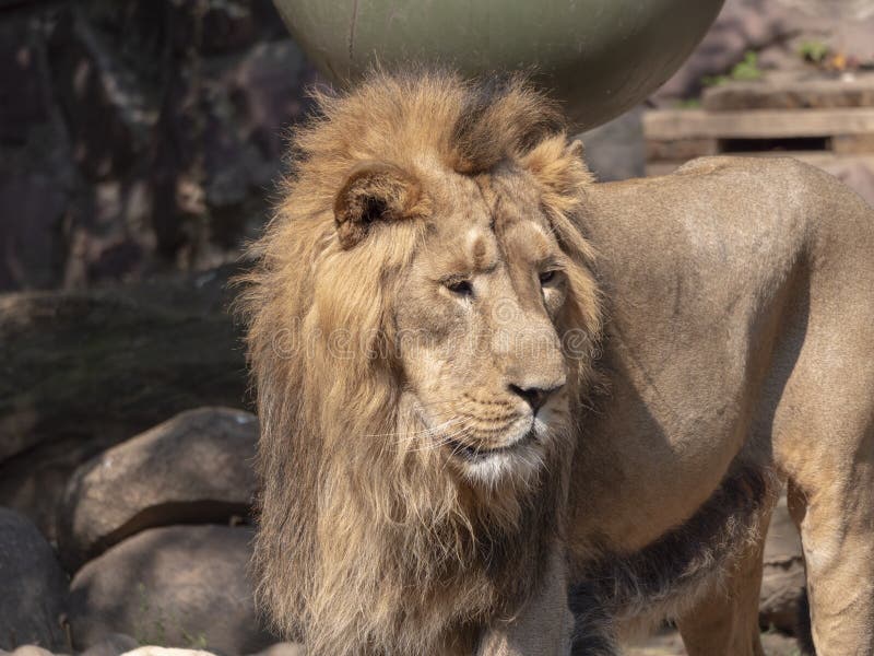 Portrait Lion Basking in the Warm Sun after Dinner Stock Image - Image ...
