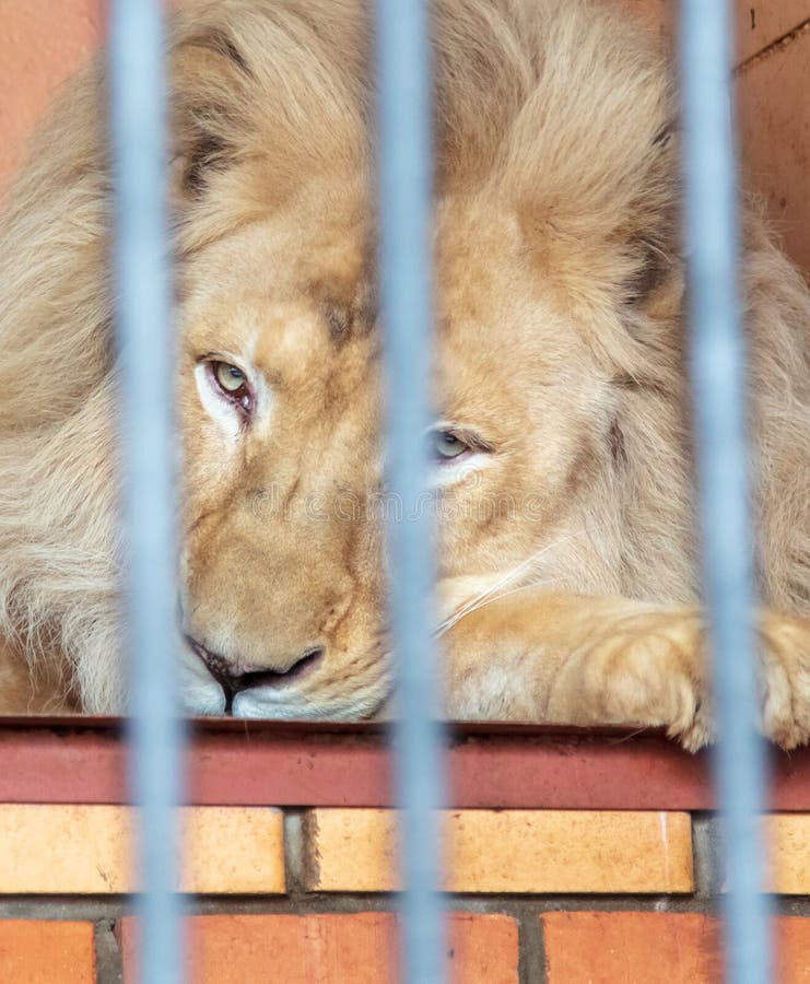 Portrait of a Lion in a Cage at the Zoo Stock Photo - Image of bars ...