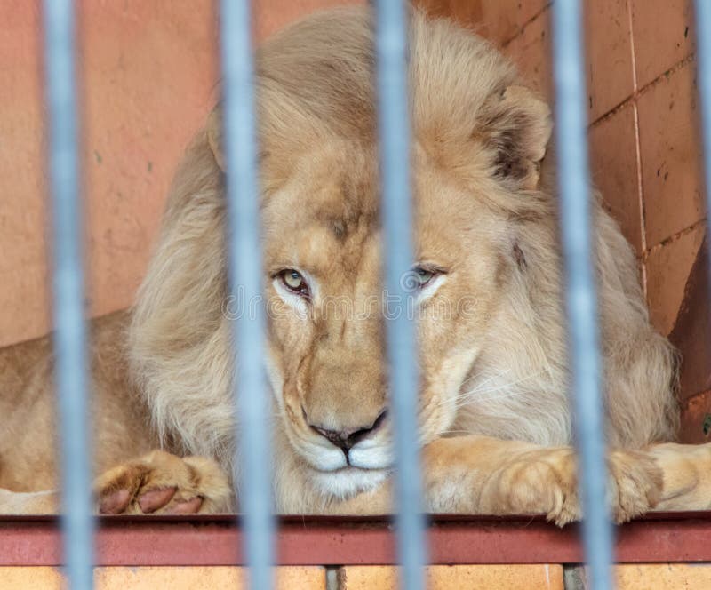 Portrait of a Lion in a Cage at the Zoo Stock Photo - Image of face ...