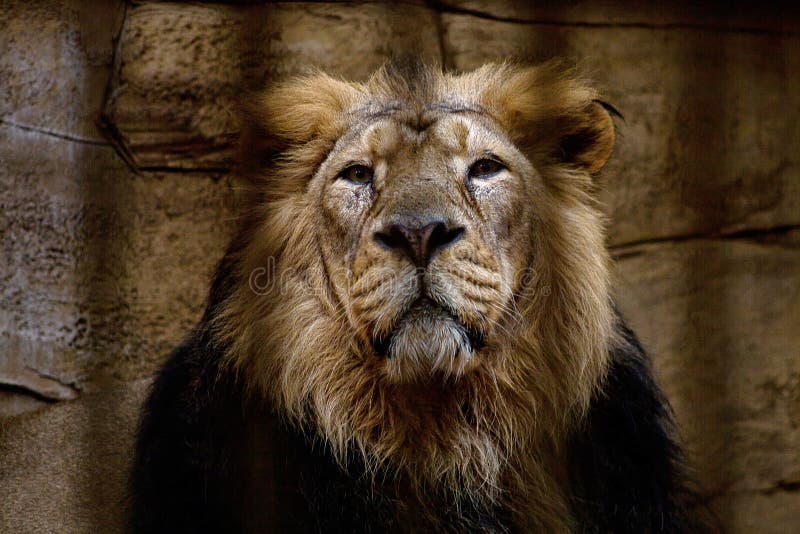 Portrait of a Lion Closed in a Cage Rock on Background. Stock Photo ...