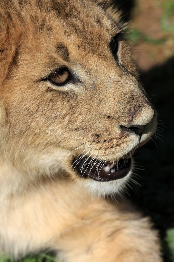 Portrait of a Lion Cubs Face Stock Photo - Image of girl, event: 24491892