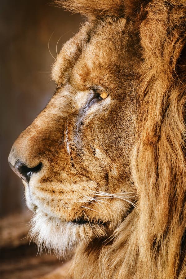 Portrait of Lion stock image. Image of mane, portrait - 65198943