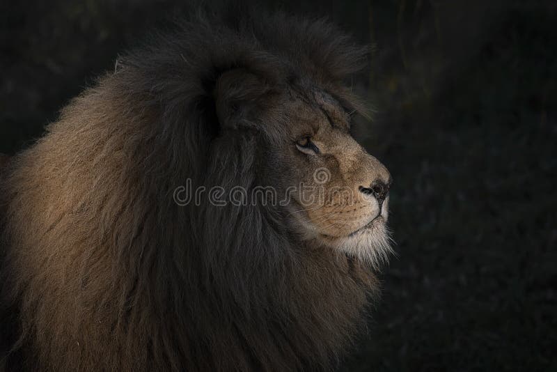 Portrait of a Lion in the Shadows Stock Image - Image of rays, animal ...